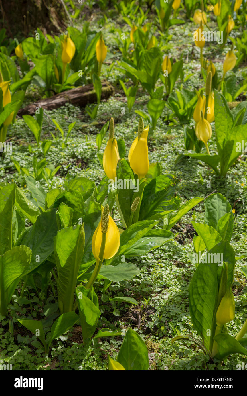 Loch awe flower hi-res stock photography and images - Alamy
