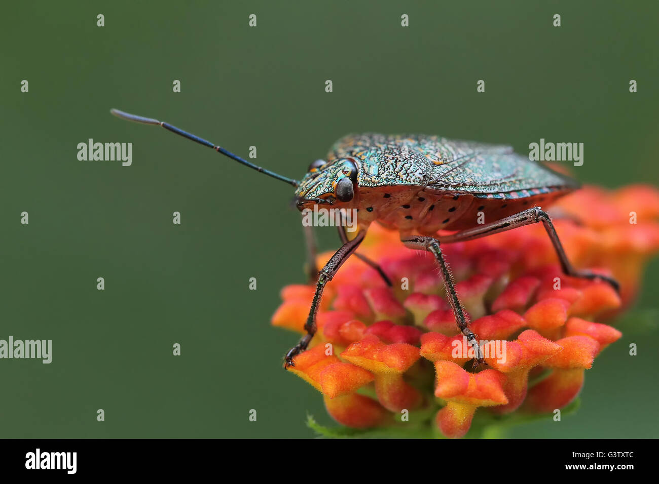 Pentatomidae hi-res stock photography and images - Alamy