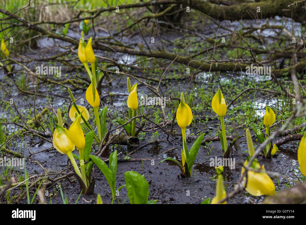 Loch awe flower hi-res stock photography and images - Alamy
