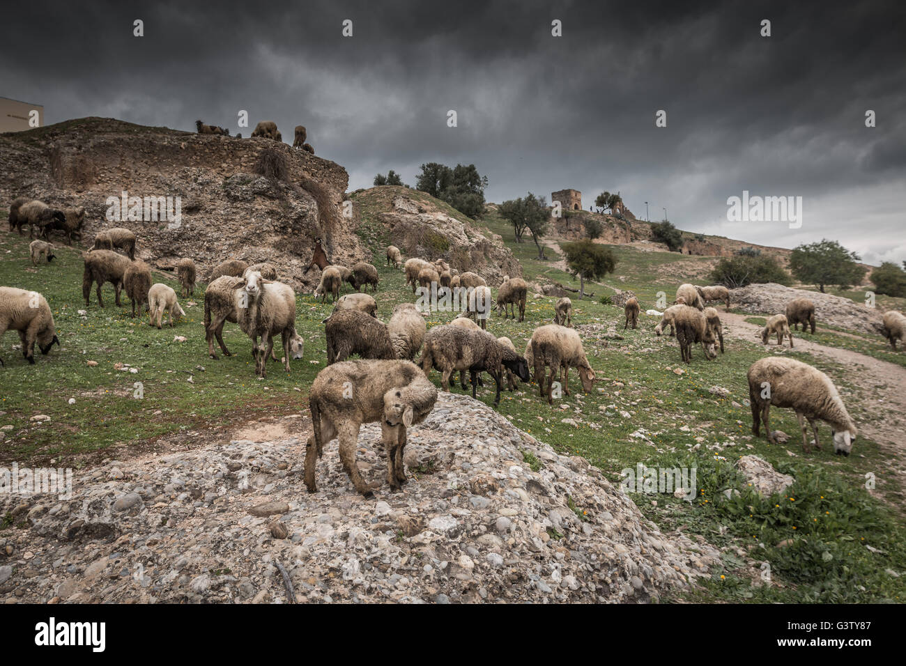 Sheep farm in Fez Morocco Stock Photo - Alamy