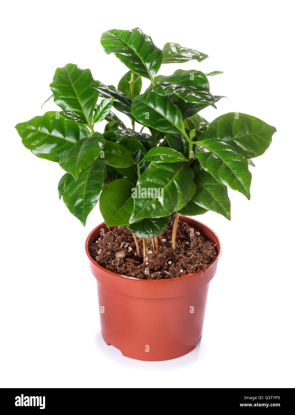 Potted plant, the coffee tree isolated on white background Stock Photo ...