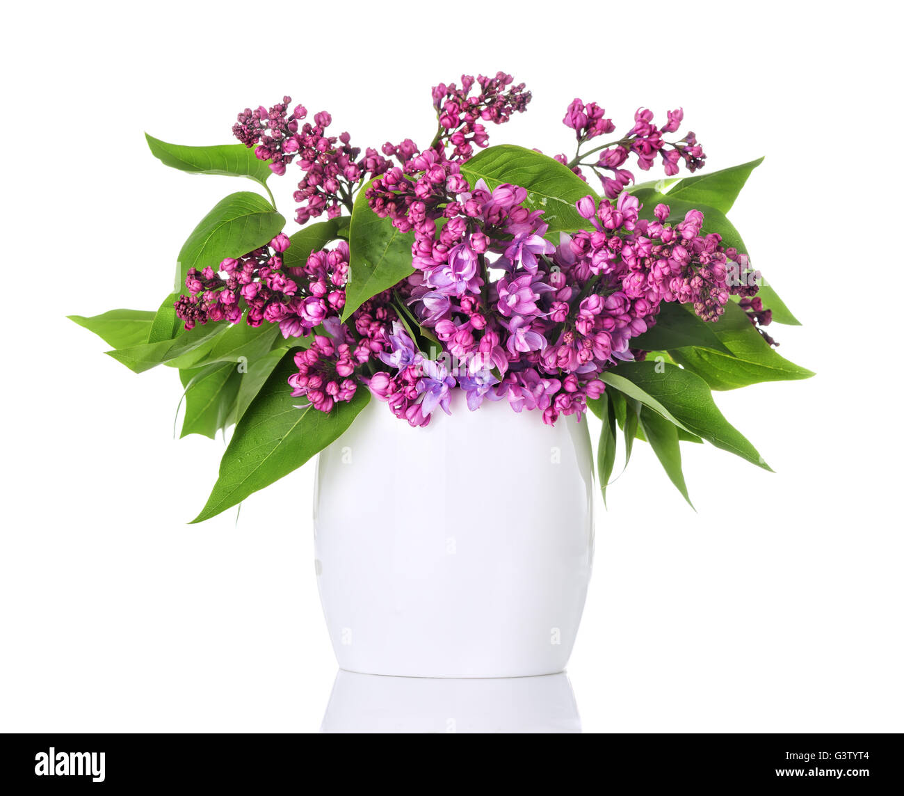 Lilac flowers in a white vase and isolated on white background Stock ...