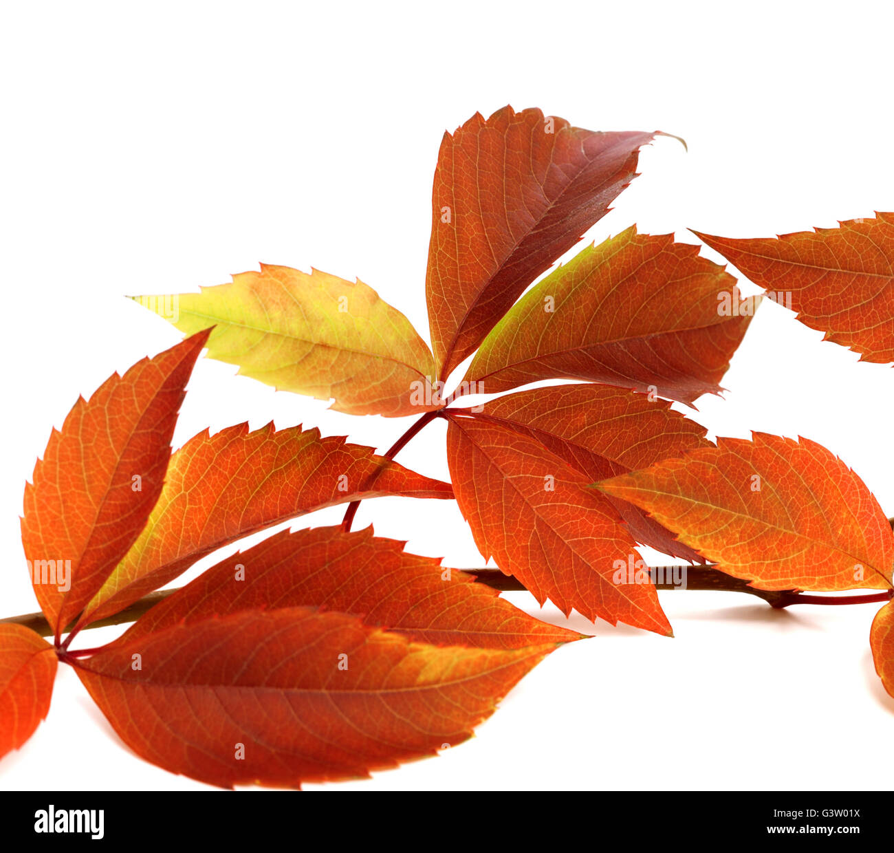 Autumnal twig of grapes leaves (Parthenocissus quinquefolia foliage ...