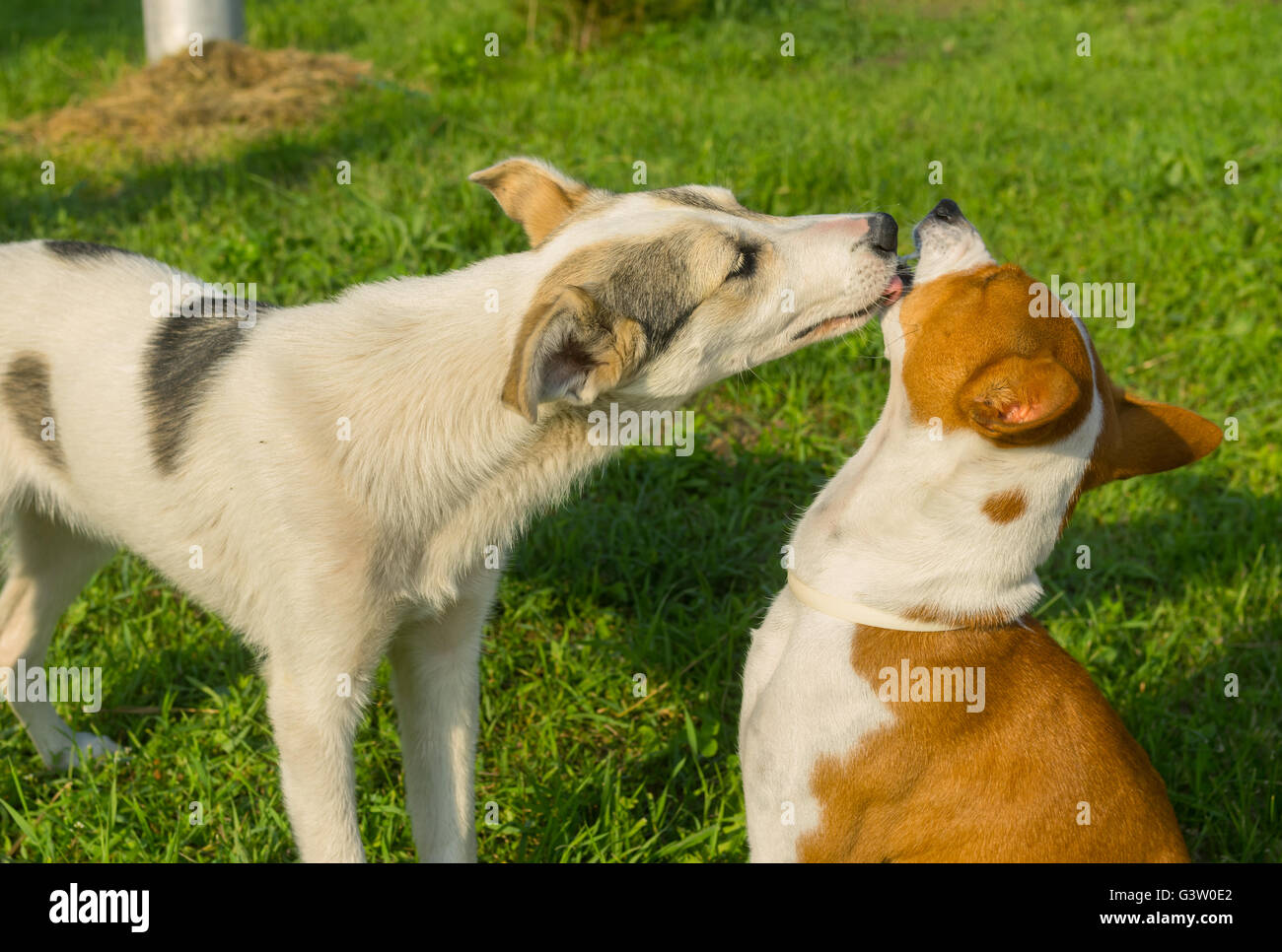 Basenji cross hi-res stock photography and images - Alamy