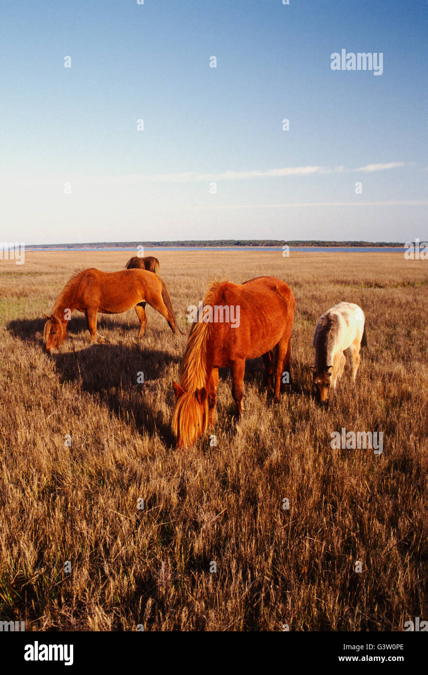 Wild horses (known as "Ponies") in Chincoteague National Wildlife ...
