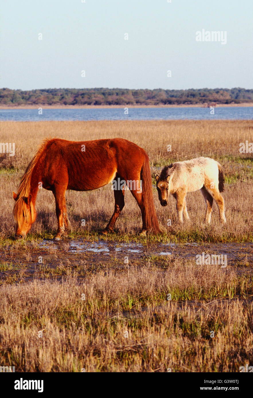 Chincoteague state park hi-res stock photography and images - Alamy