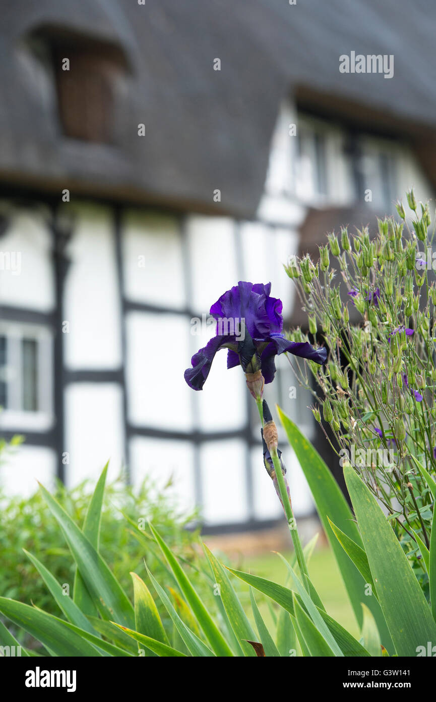 Purple white tall bearded iris hi-res stock photography and images - Alamy