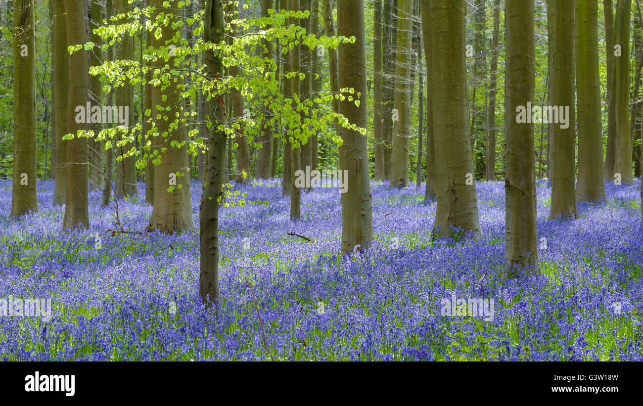 spring at hallerbos with blooming bluebells, halle, flemish brabant ...