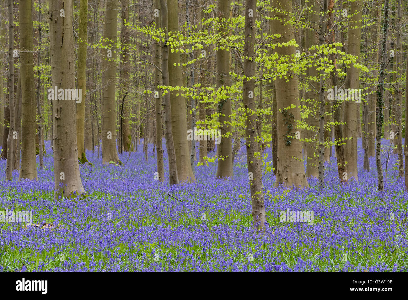 Spring blooming forest flowers hi-res stock photography and images - Alamy