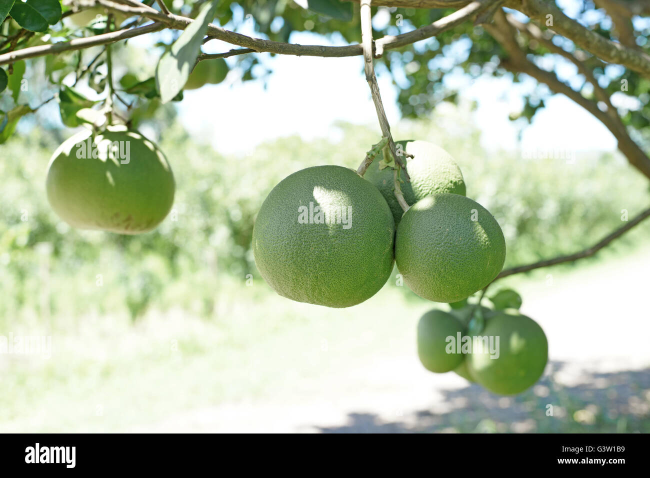 Pomelo tree hi-res stock photography and images - Alamy