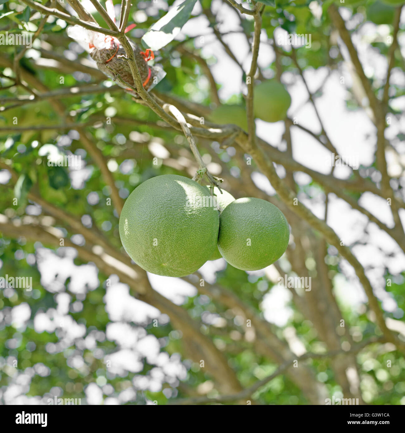 young pomelo on tree in organic farm Stock Photo - Alamy