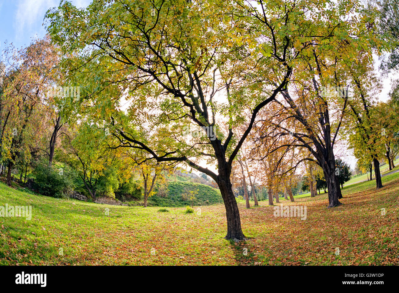 trees in park Stock Photo - Alamy