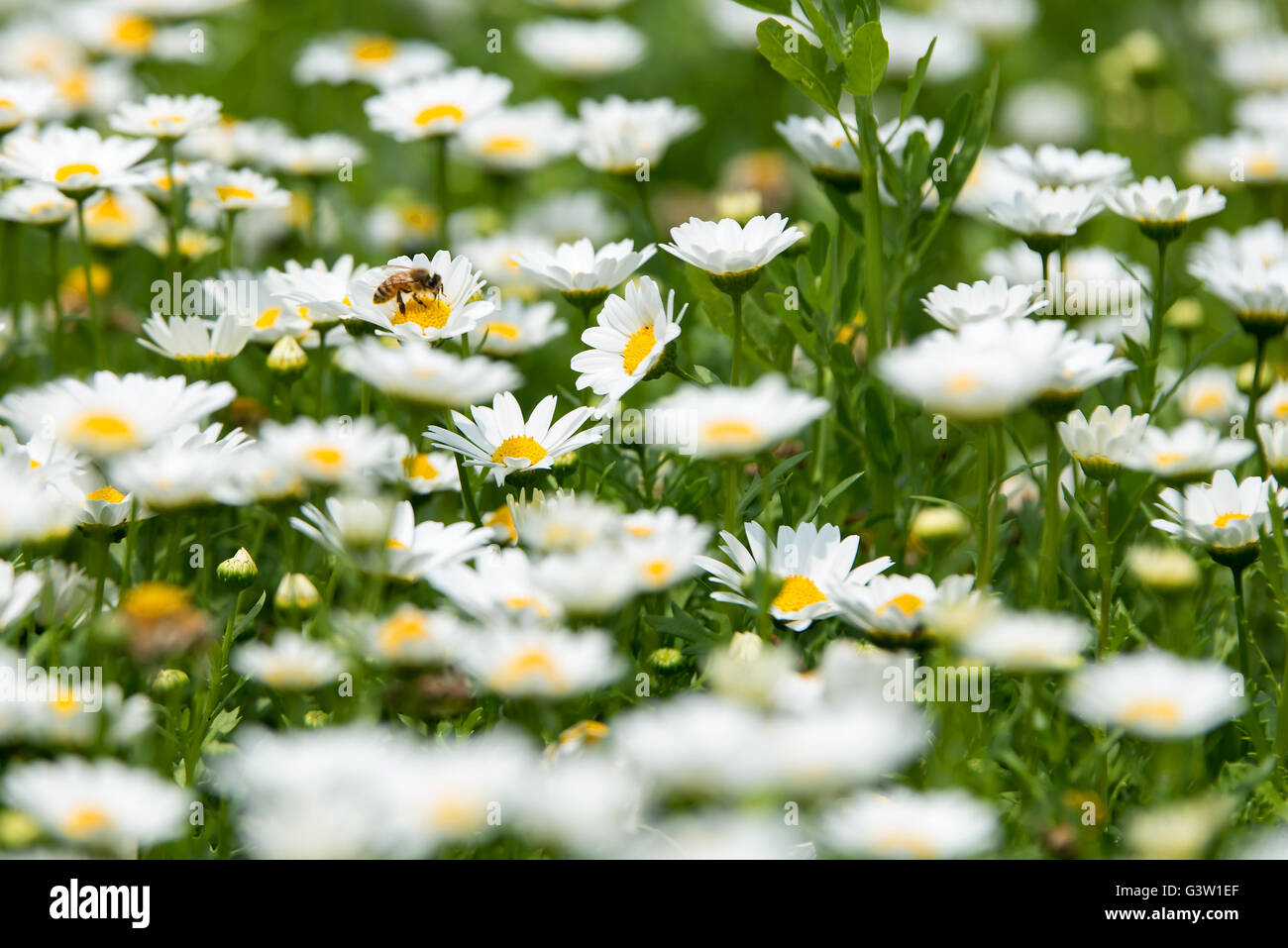 Flower nature daisy stem hi-res stock photography and images - Alamy
