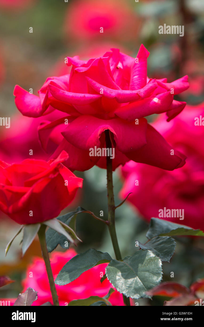 Lonely rose hi-res stock photography and images - Alamy