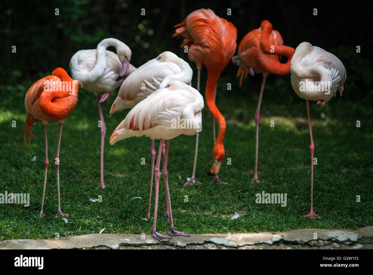 Long beak flamingo hi-res stock photography and images - Alamy