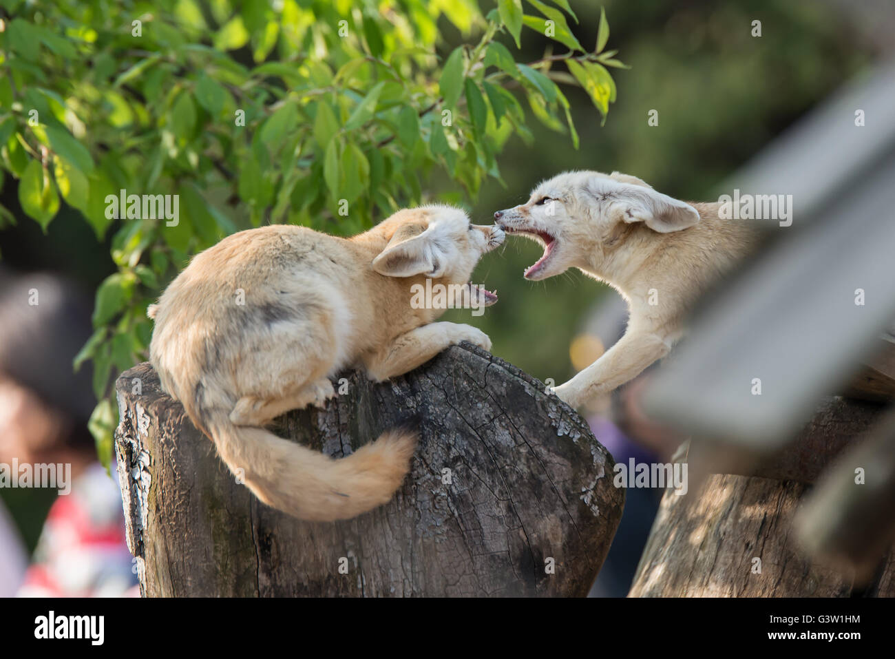 White Fennec fox or Desert fox with big ear Stock Photo - Alamy