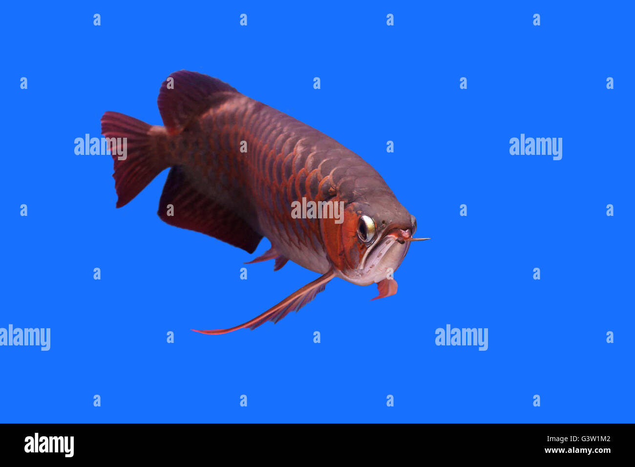 Arowana hi-res stock photography and images - Alamy