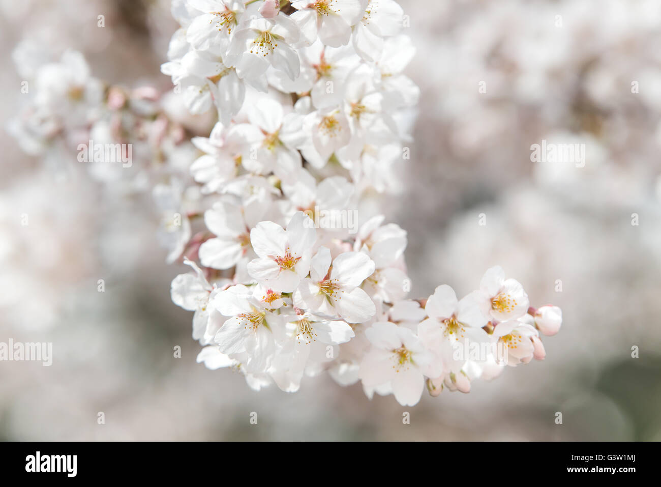 Cherry blossoms in March Stock Photo - Alamy