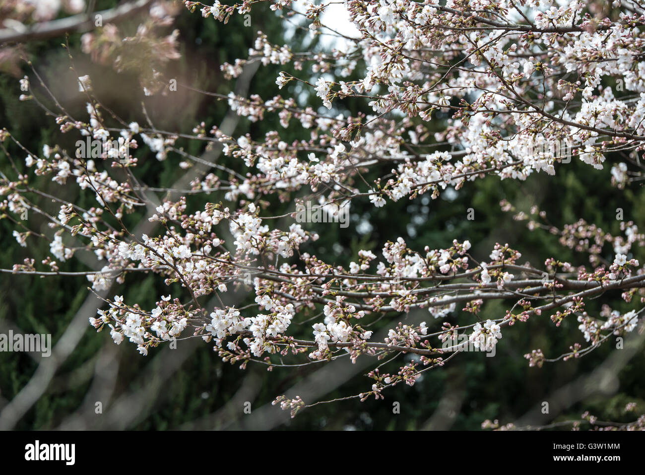 Cherry blossoms in March Stock Photo - Alamy
