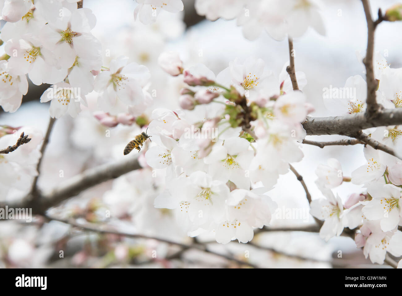 Cherry blossoms in March Stock Photo - Alamy