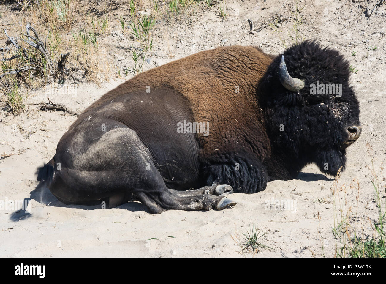 Resting American Buffalo in Yellowstone National Park, Wyoming, USA ...