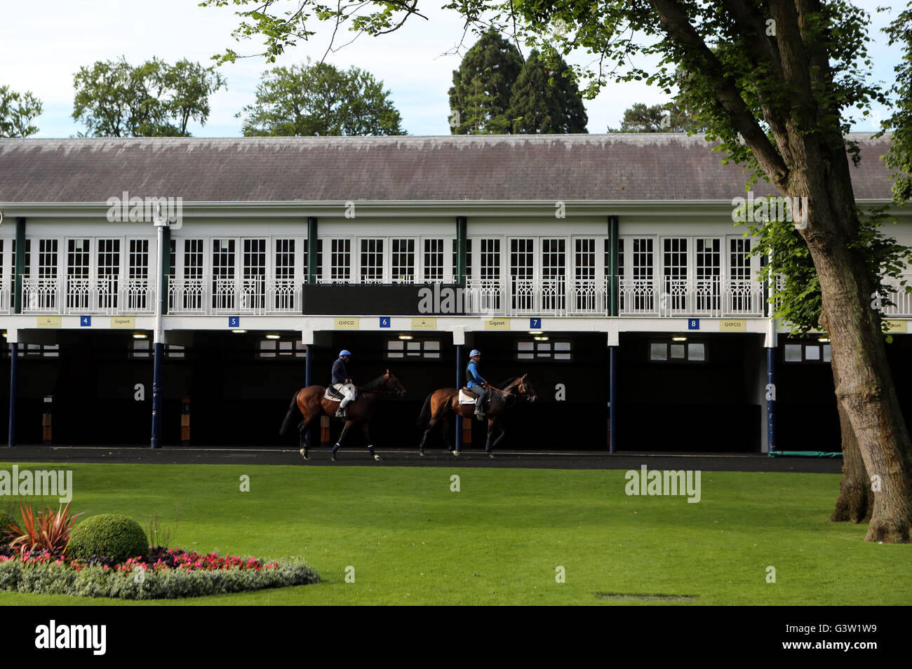 Horses walk around the pre parade ring after exercising before racing ...