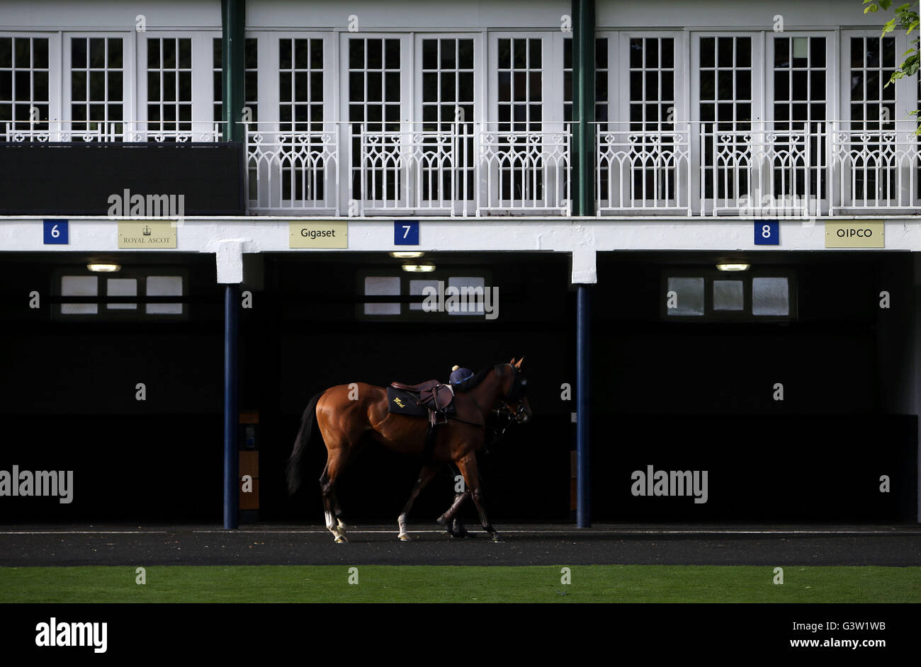 A horse belonging to trainer Wesley Ward is lead back to the stables ...