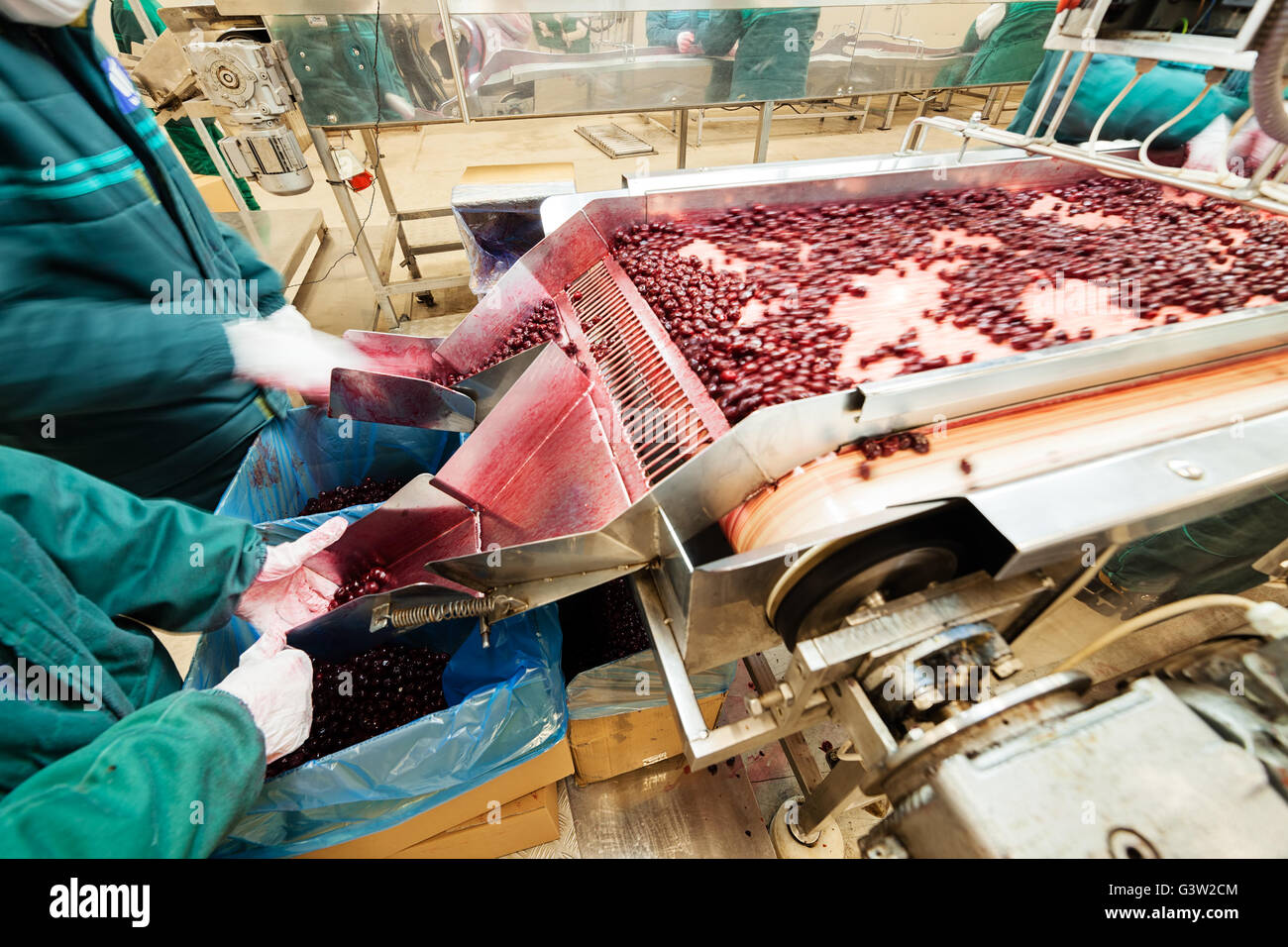 frozen sour cherries in sorting and processing machines Stock Photo - Alamy