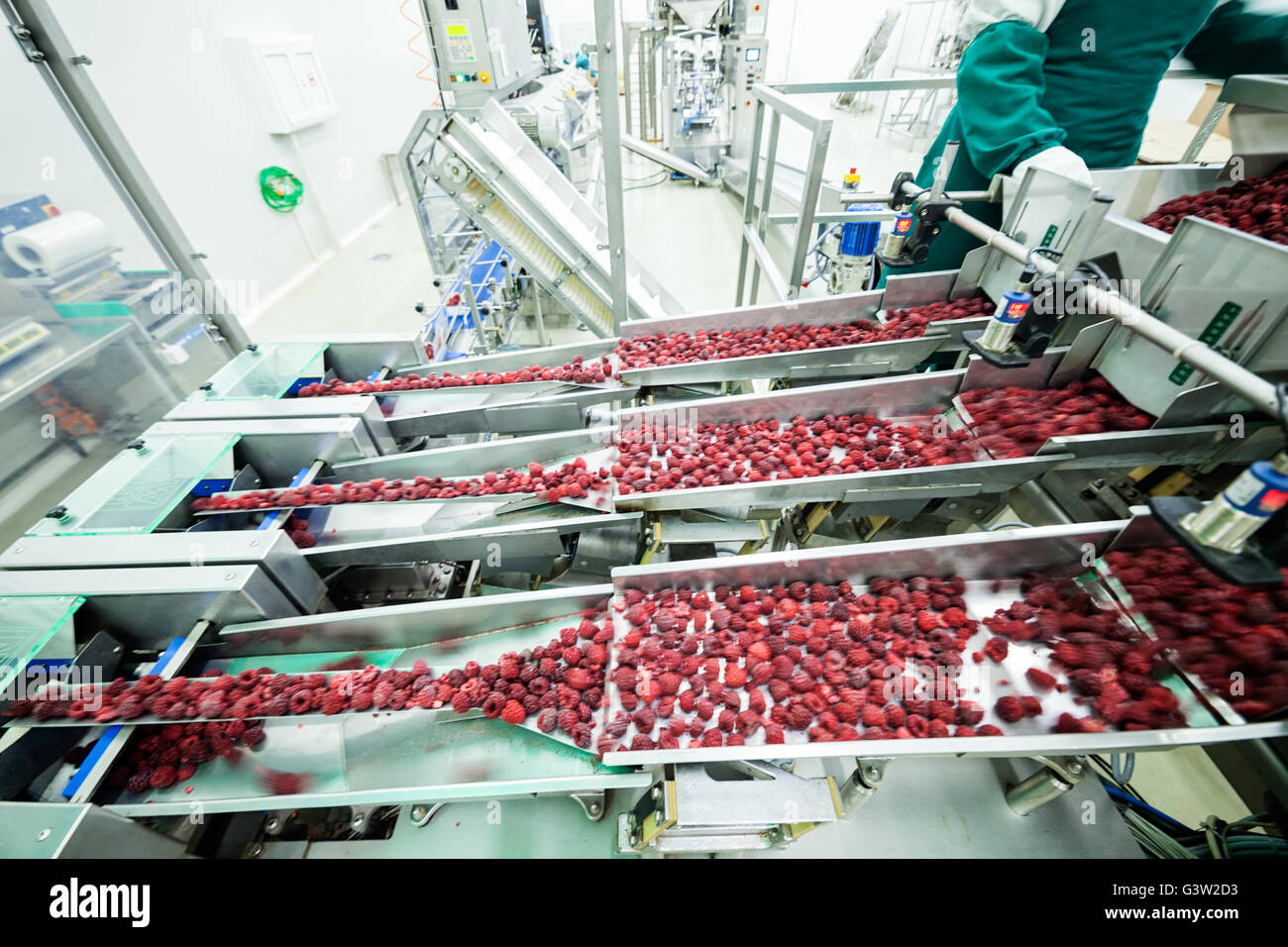 frozen red raspberries in sorting and processing machines Stock Photo ...