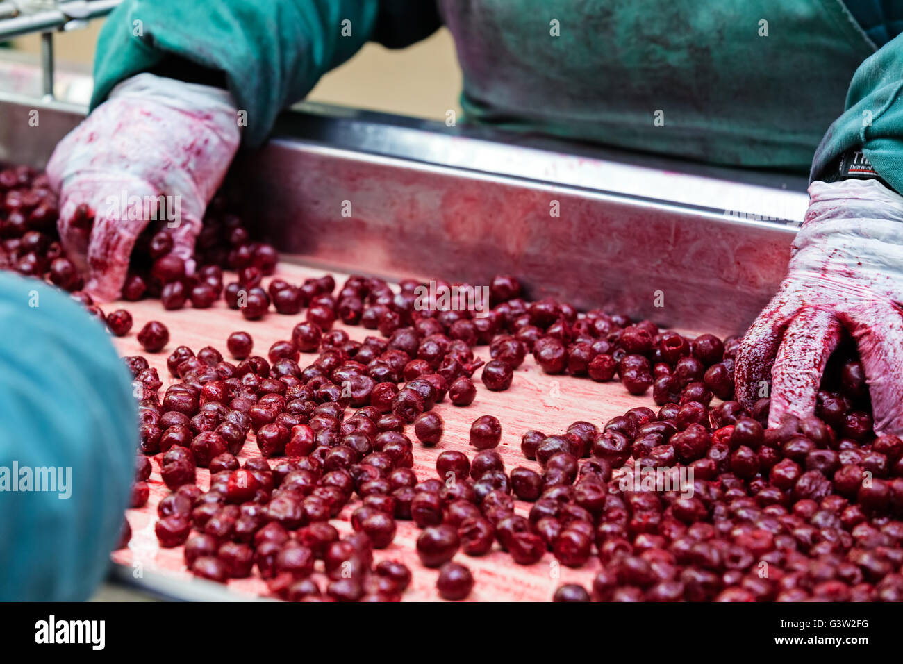 frozen sour cherries in sorting and processing machines Stock Photo - Alamy