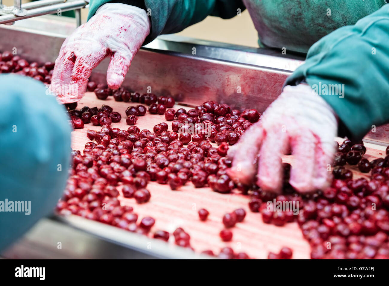 frozen sour cherries in sorting and processing machines Stock Photo - Alamy
