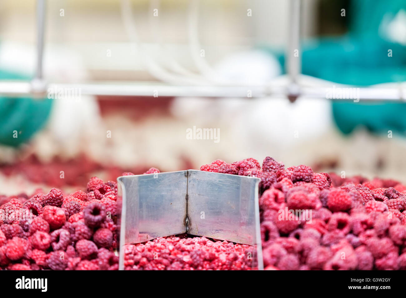 frozen red raspberries in sorting and processing machines Stock Photo ...