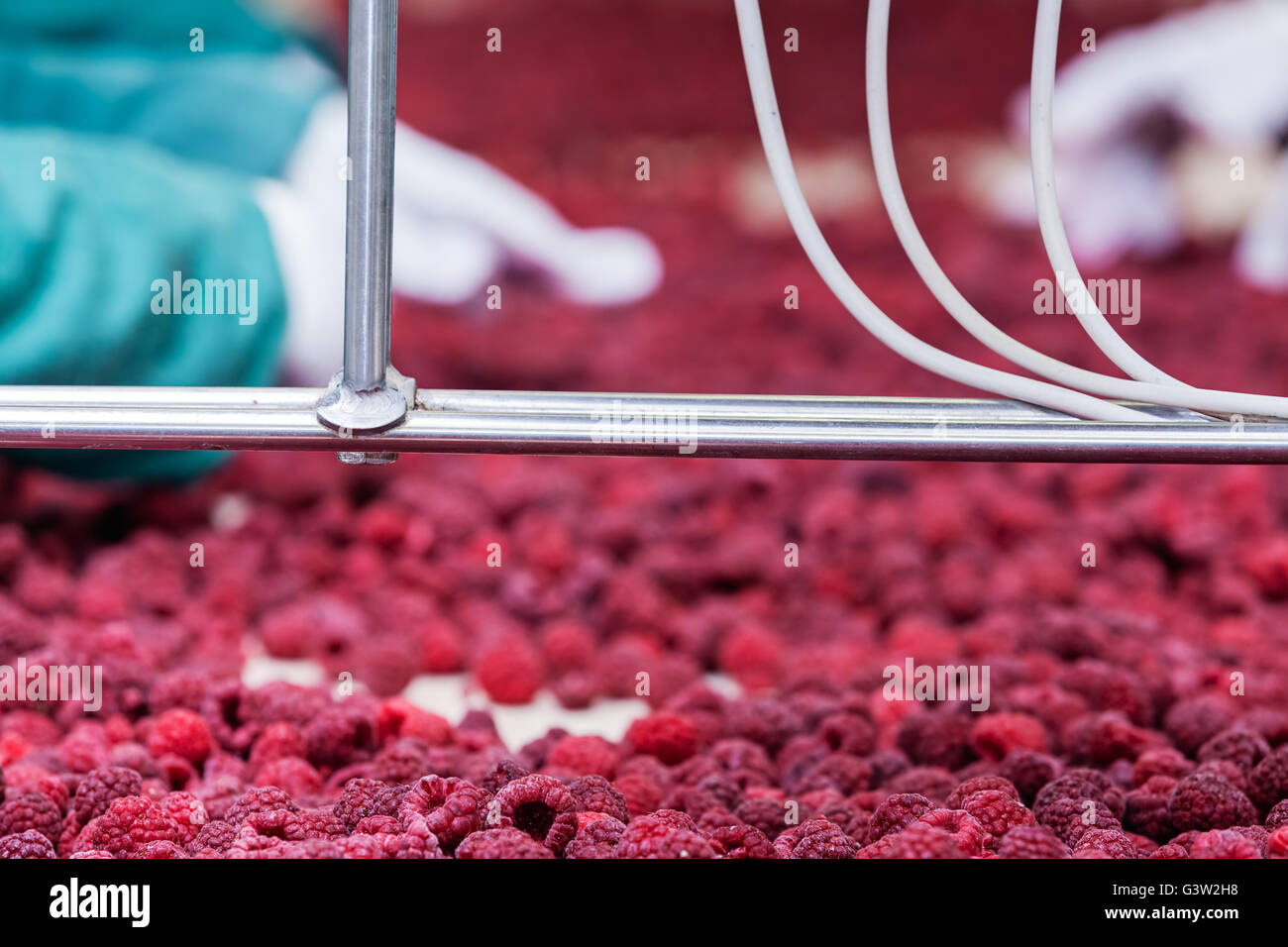 frozen red raspberries in sorting and processing machines Stock Photo ...