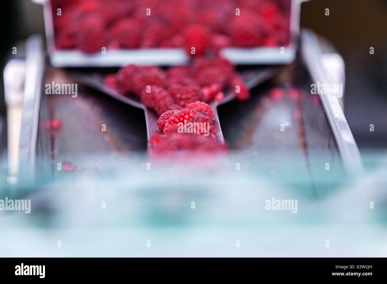 frozen red raspberries in sorting and processing machines Stock Photo ...