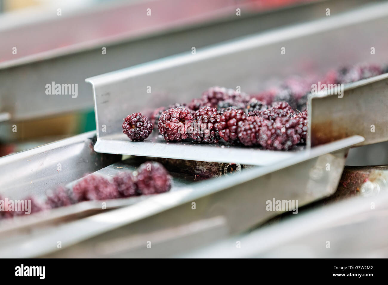 frozen red raspberries in sorting and processing machines Stock Photo ...