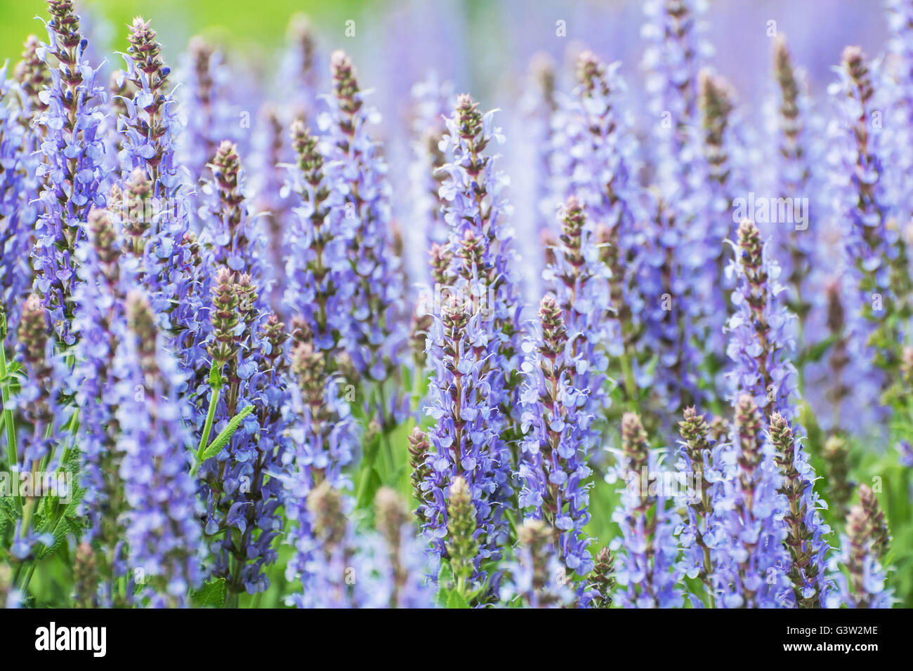 Salvia officinalis (Sage, also called Garden sage or Common sage) is a ...