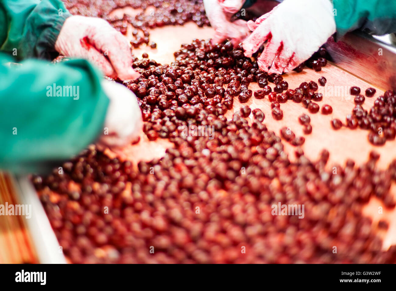 Cherries in processing machine hi-res stock photography and images - Alamy