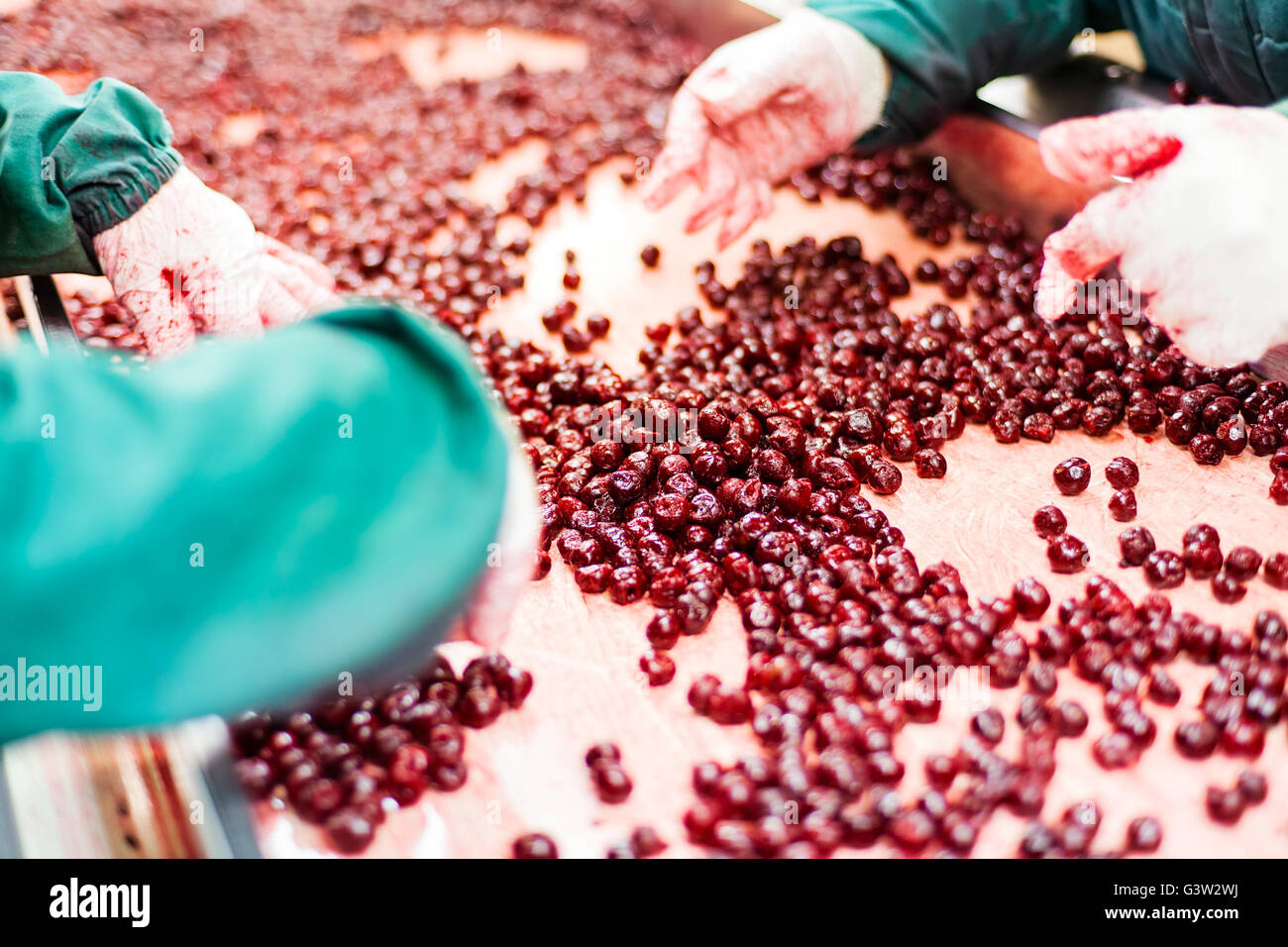 frozen sour cherries in sorting and processing machine Stock Photo - Alamy