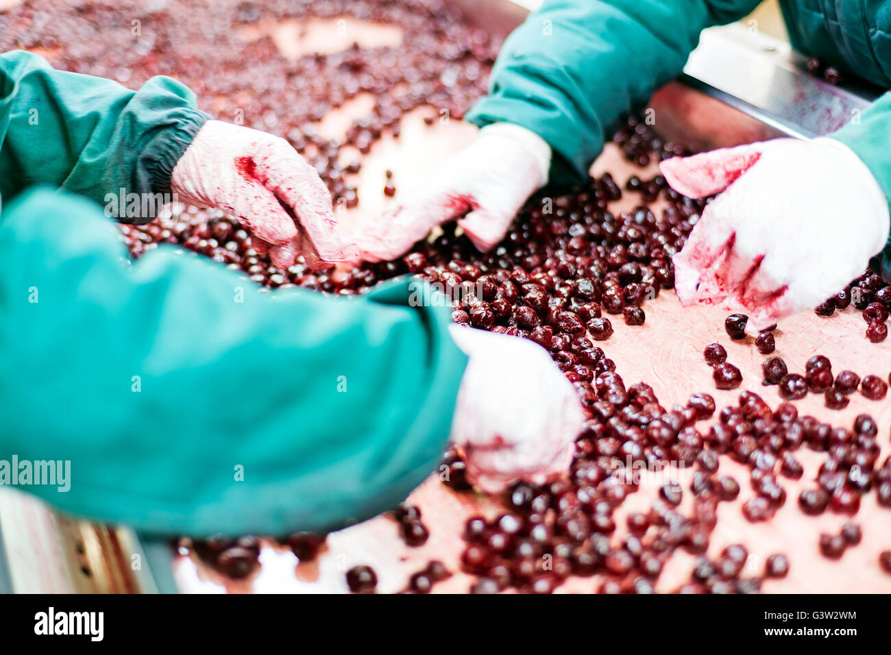 Cherry sorting machine hi-res stock photography and images - Alamy