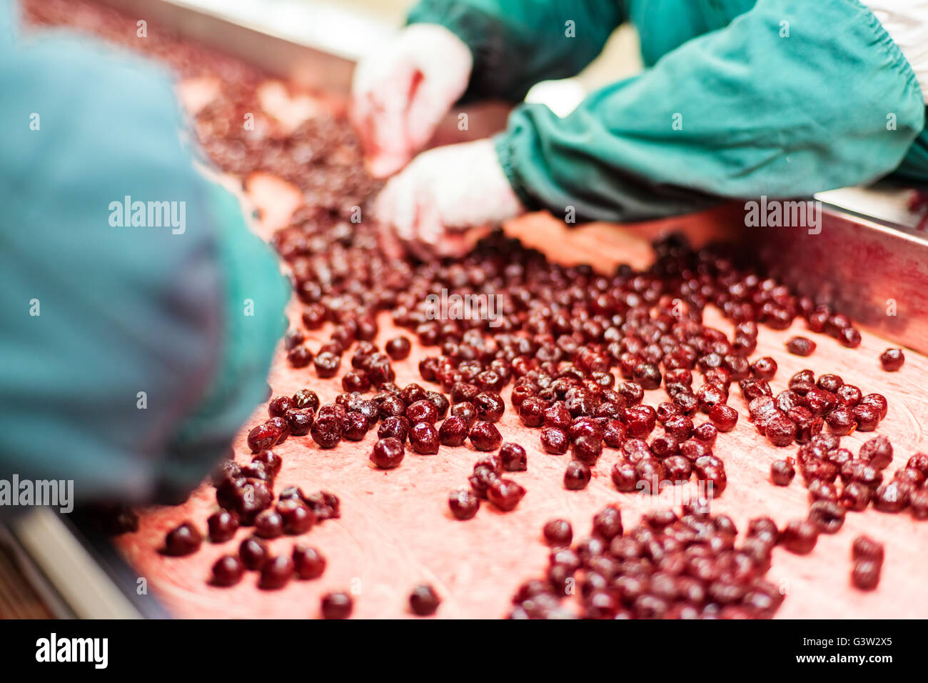 frozen sour cherries in sorting and processing machine Stock Photo - Alamy