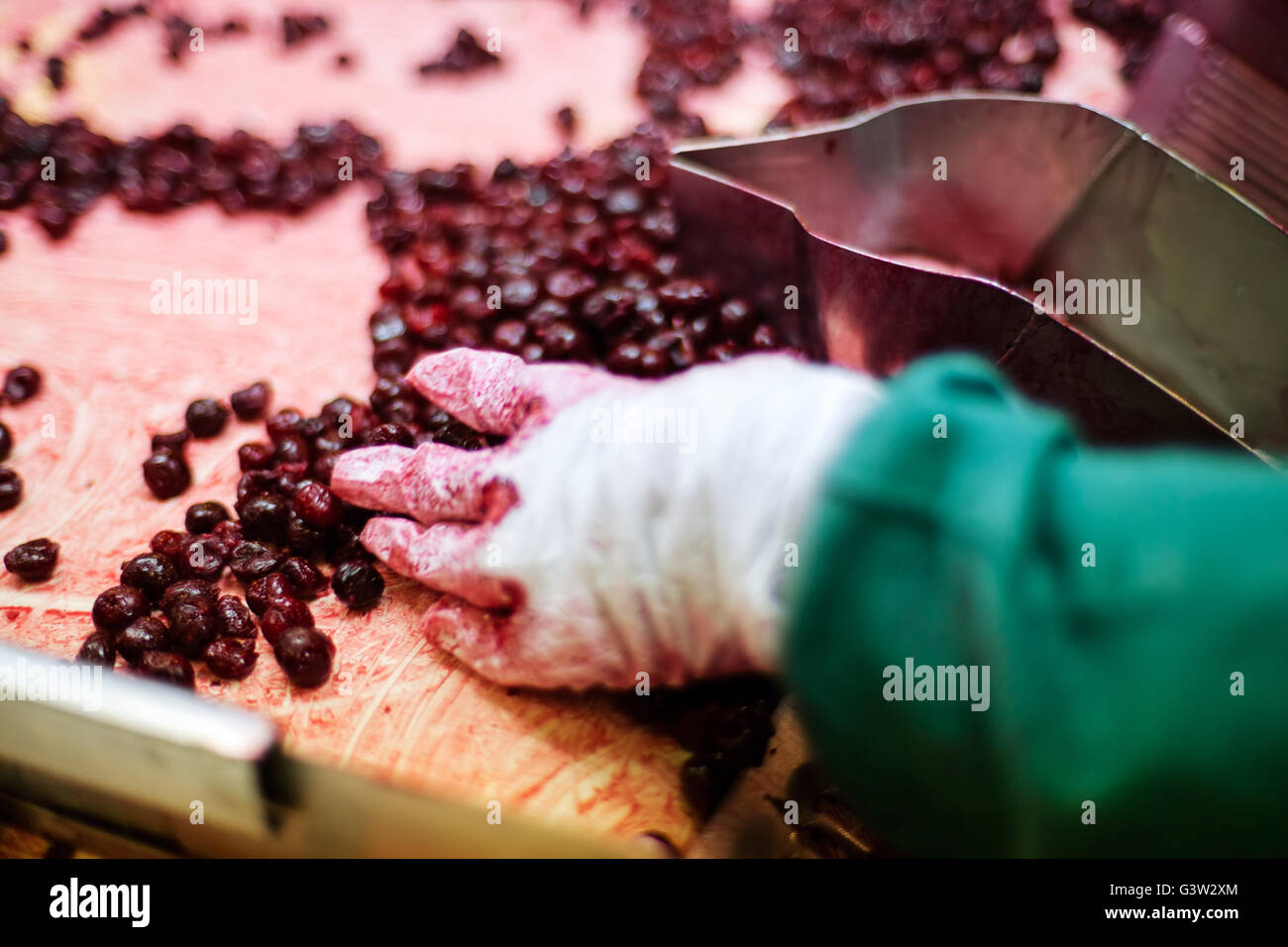 Factory machines processing cherry hi-res stock photography and images ...