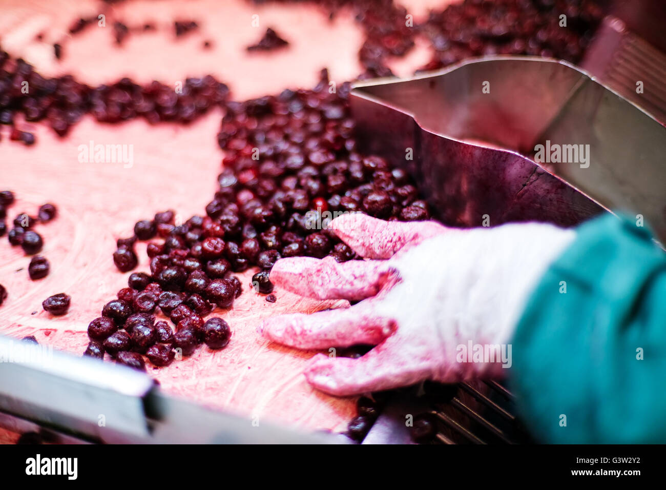 Cherries in processing machine hi-res stock photography and images - Alamy