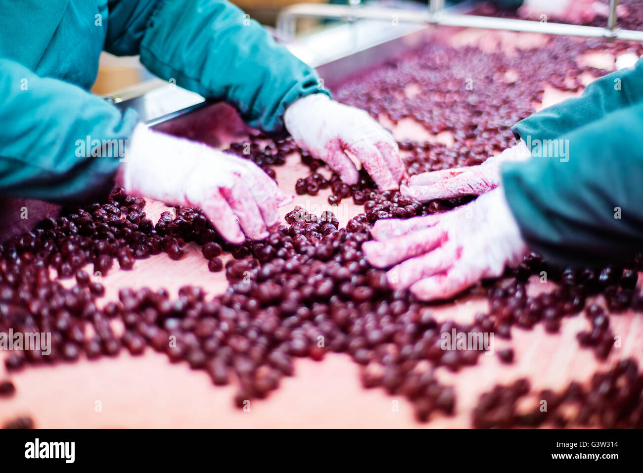 Cherry sorting machine hi-res stock photography and images - Alamy