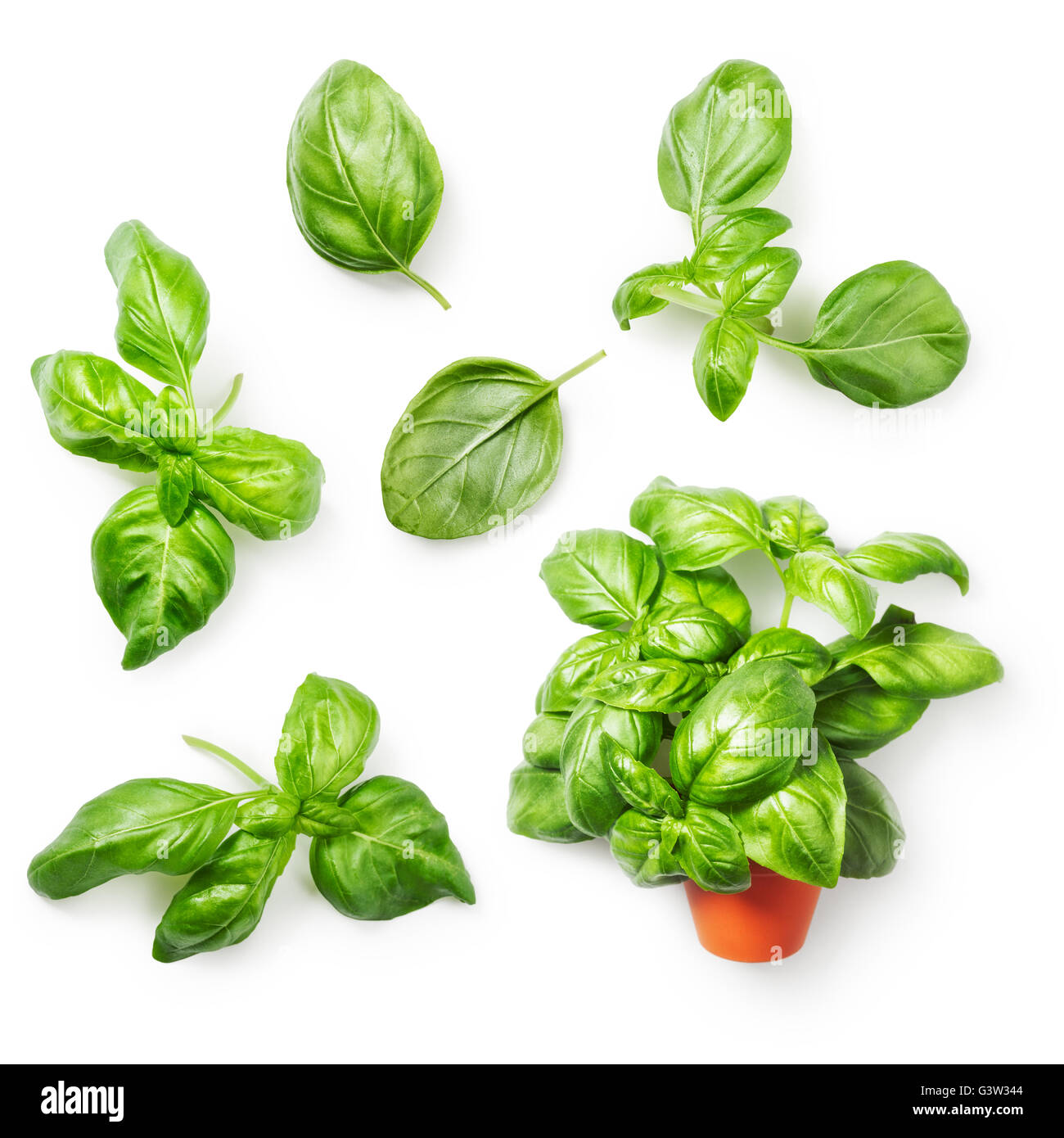 Basil Herb