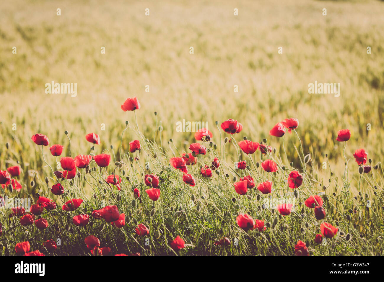 Color image of a wheat field with poppy flowers Stock Photo - Alamy