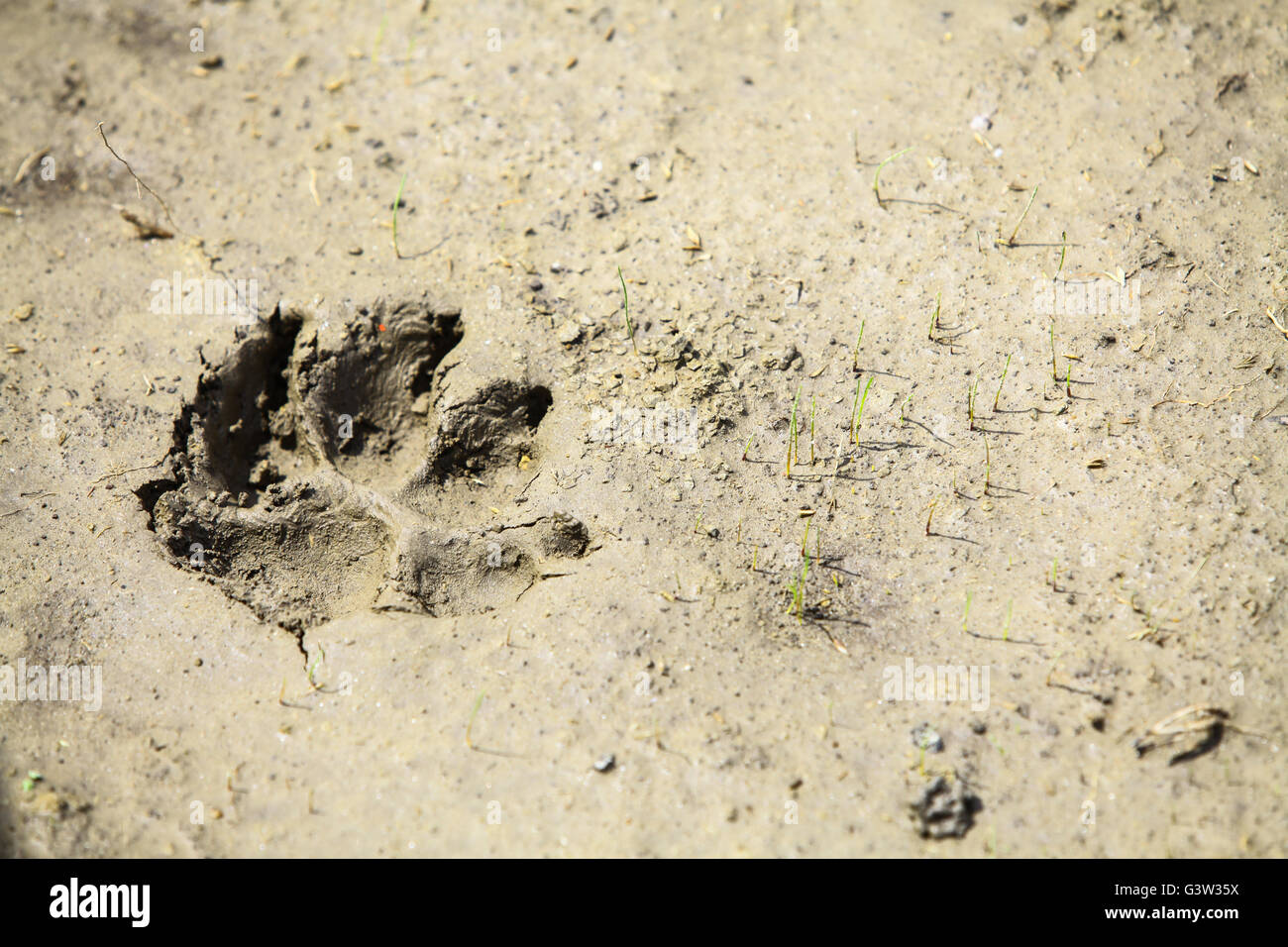 Paw Print In Mud Stock Photos & Paw Print In Mud Stock Images - Alamy