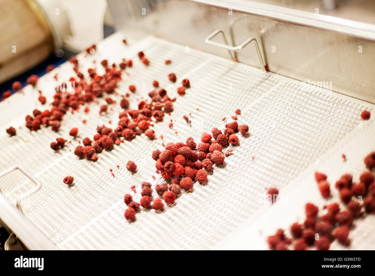 frozen red raspberries in sorting and processing machines Stock Photo ...