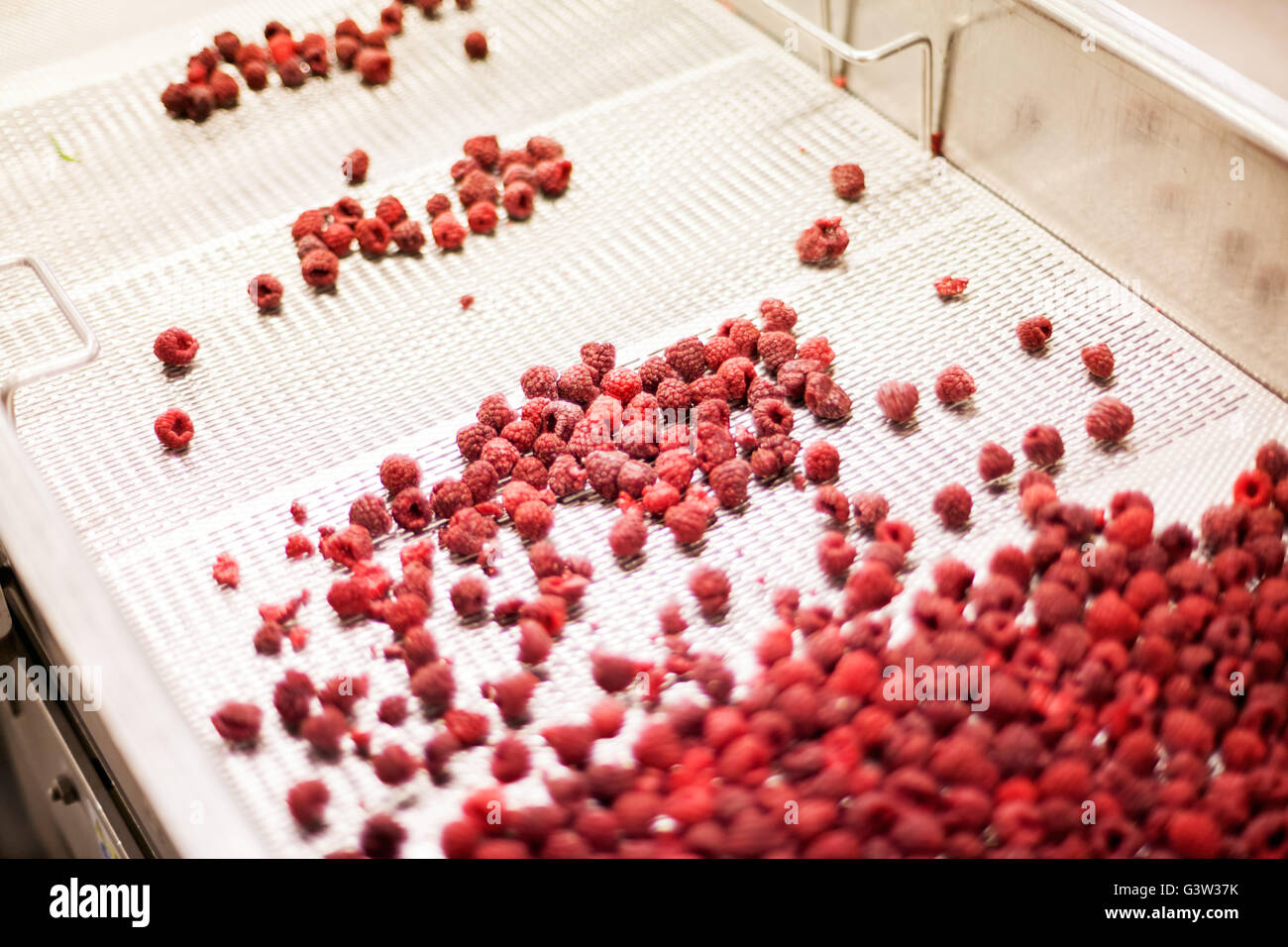 frozen red raspberries in sorting and processing machines Stock Photo ...