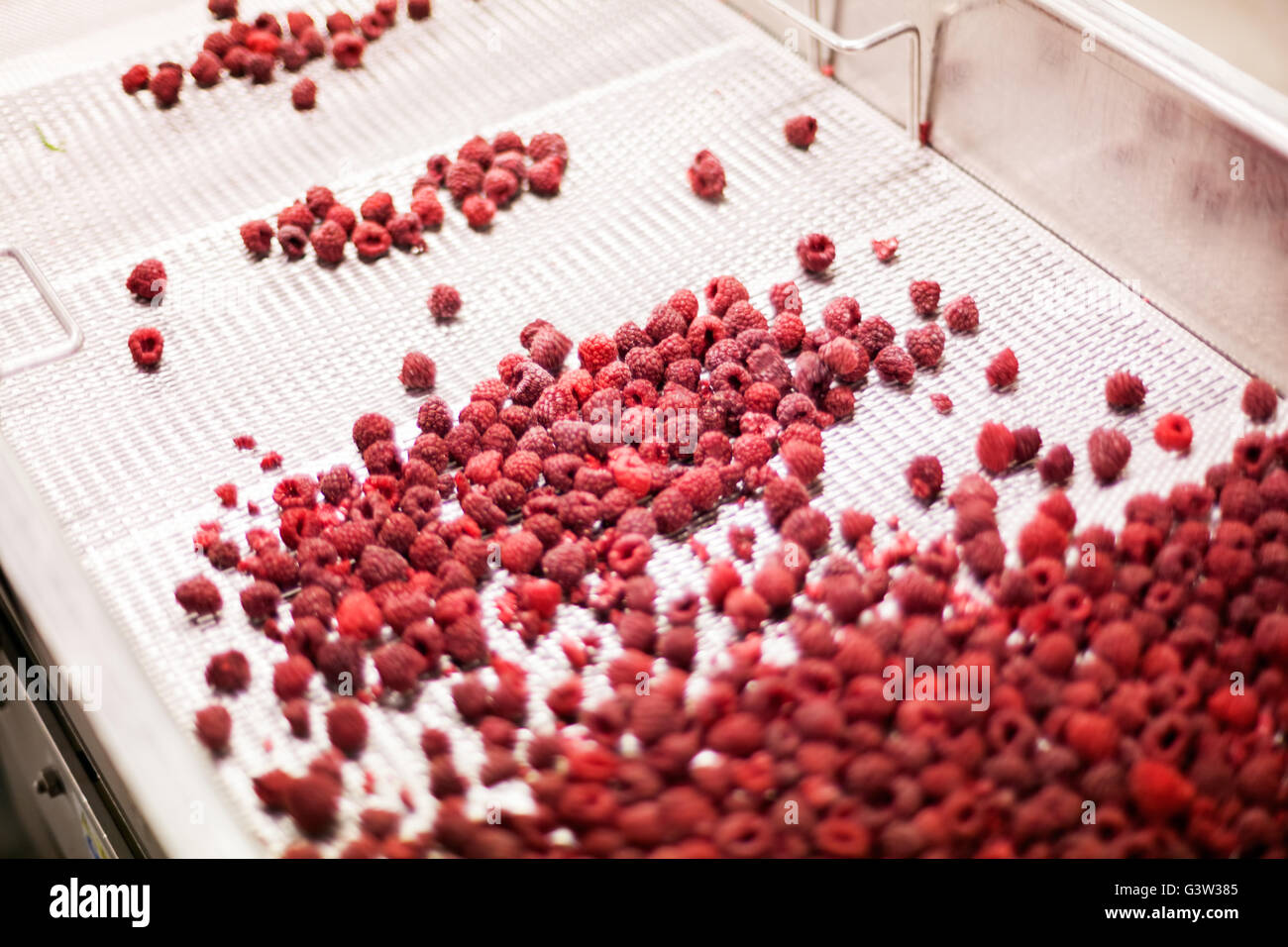 frozen red raspberries in sorting and processing machines Stock Photo ...