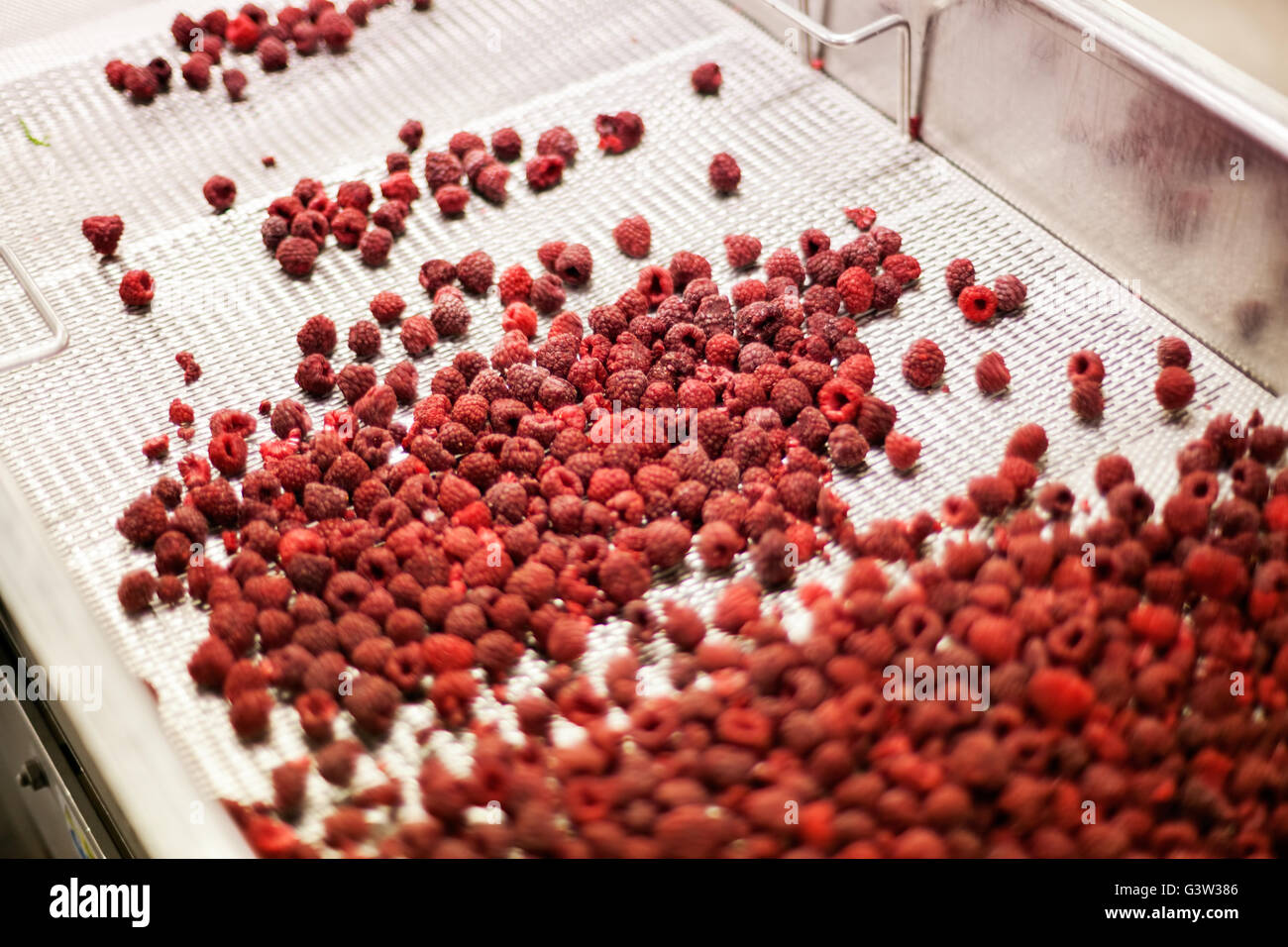 frozen red raspberries in sorting and processing machines Stock Photo ...